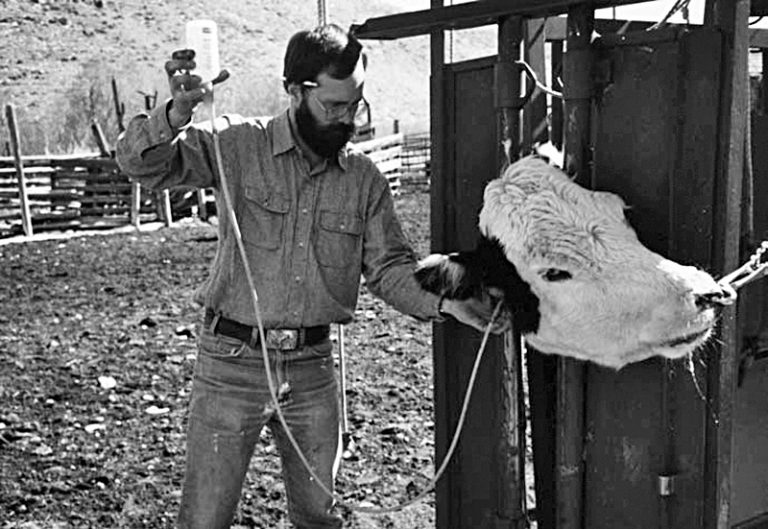 Detecting and Treating Lump Jaw in Cattle - Countryside